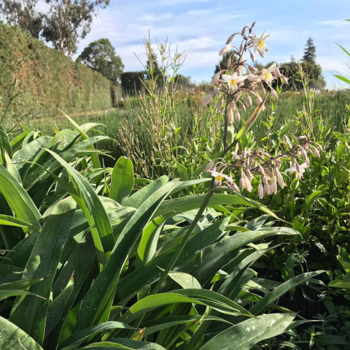 Renga Renga Lily 12 Plant Box - Awapuni Nurseries