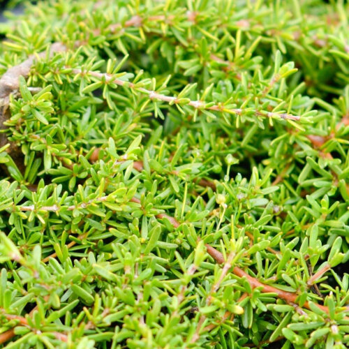 Coprosma Acerosa Ground Cover - Awapuni Nurseries