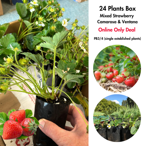 Strawberry 24 Plants Box - Awapuni Nurseries