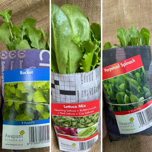 Summer Greens Lettuce Spinach Rocket - Awapuni Nurseries