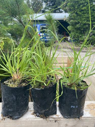 Miniature Toetoe - Awapuni Nurseries