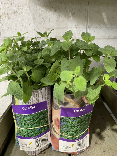 Cat Mint - Awapuni Nurseries