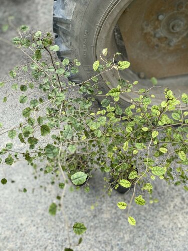 Marbleleaf - Carpodetus Serratus - Awapuni Nurseries