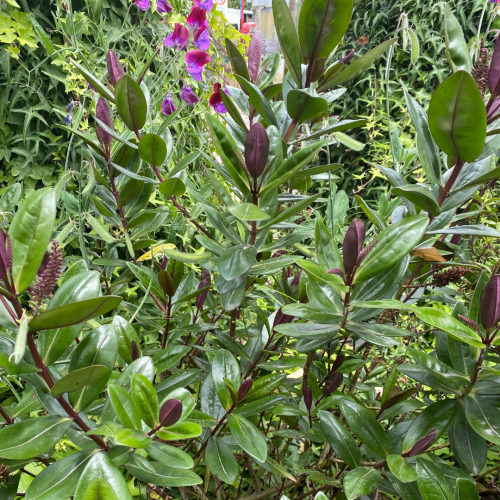 Hebe Magenta Red - Awapuni Nurseries