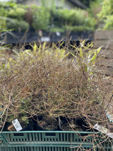 Prumnopitys Taxifolia (Matai) - Awapuni Nurseries