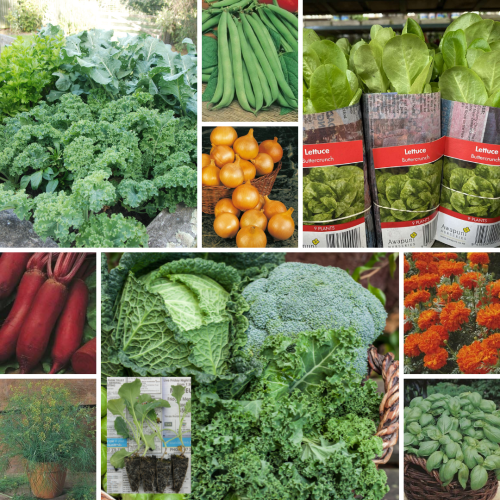 Vegetable Combo 1 - Awapuni Nurseries