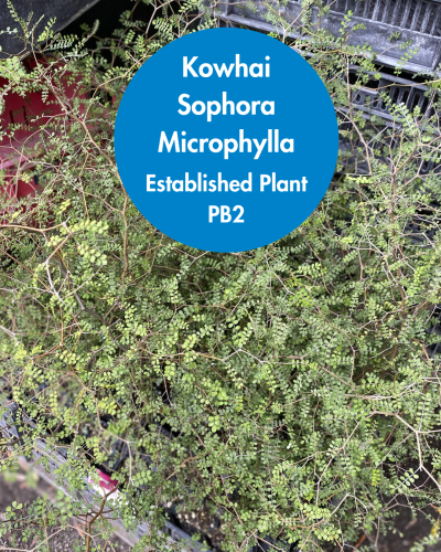Kowhai - Sophora Microphylla - Awapuni Nurseries