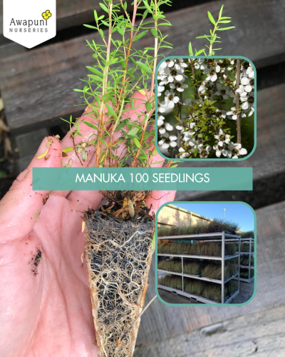 Manuka 100 Seedlings - Awapuni Nurseries