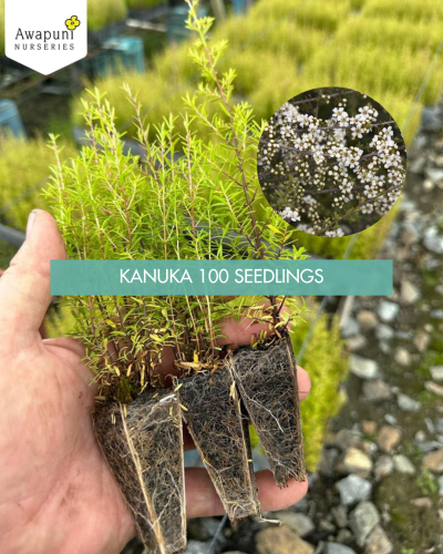 Kanuka 100 Seedlings - Awapuni Nurseries
