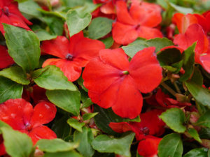 Impatiens- Red - Awapuni Nurseries