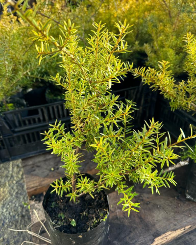 Golden Totara - Awapuni Nurseries