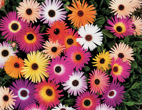 Livingstone Daisies - Awapuni Nurseries