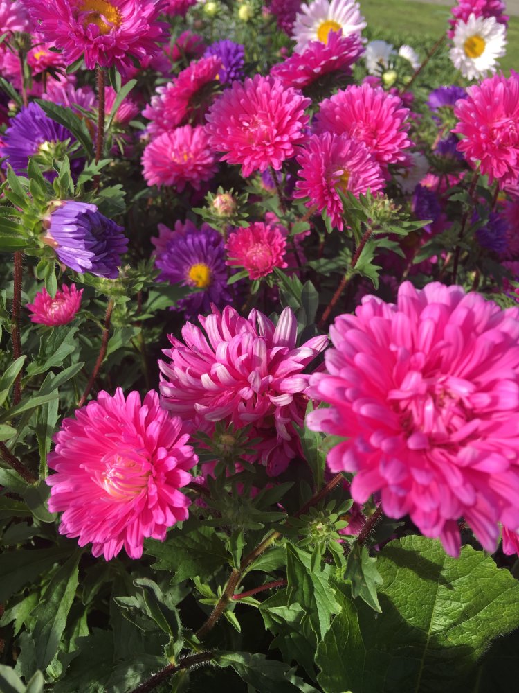 Aster - Tall Mixed - Awapuni Nurseries