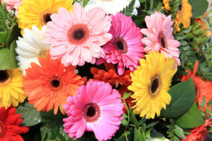 Gerbera - Festival Mix - Awapuni Nurseries