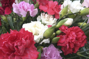 Carnation - Enfant de Nice Mixed - Awapuni Nurseries