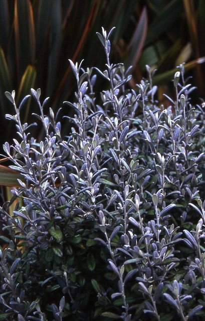 Corokia - Frosted Chocolate - Awapuni Nurseries