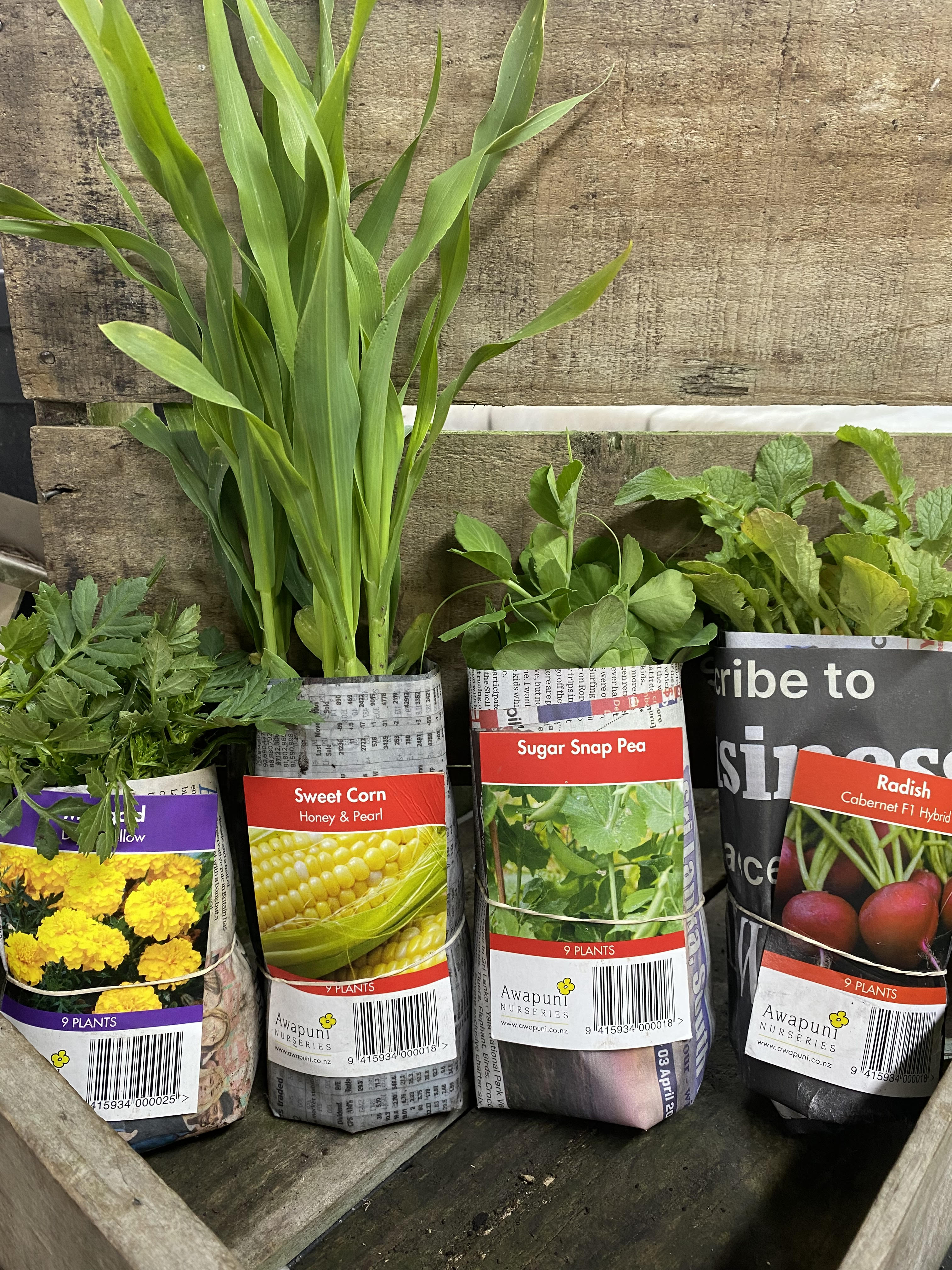 Gardening Guides | Awapuni Nurseries
