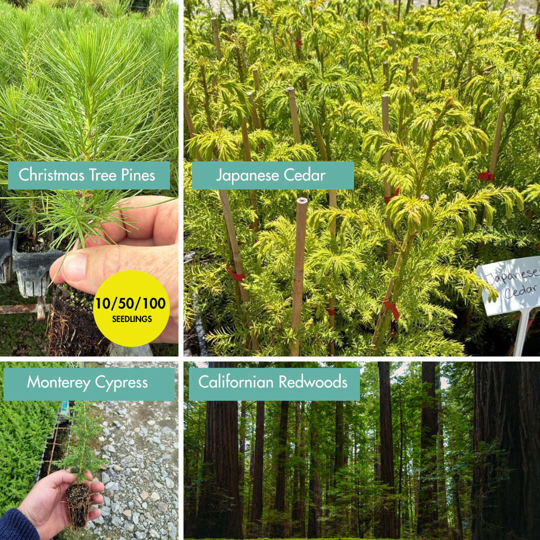 NZ’s Largest Range of Seedlings & Plants Nationwide Delivery | Awapuni ...
