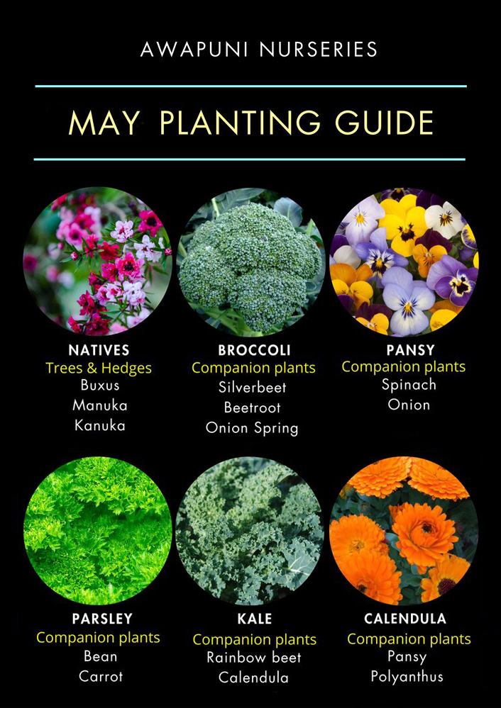 Planting Guides | Awapuni Nurseries
