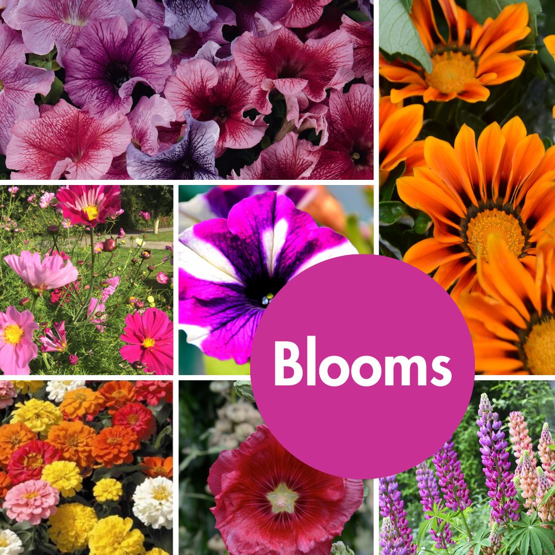 NZ’s Largest Range of Seedlings & Plants | Awapuni Nurseries