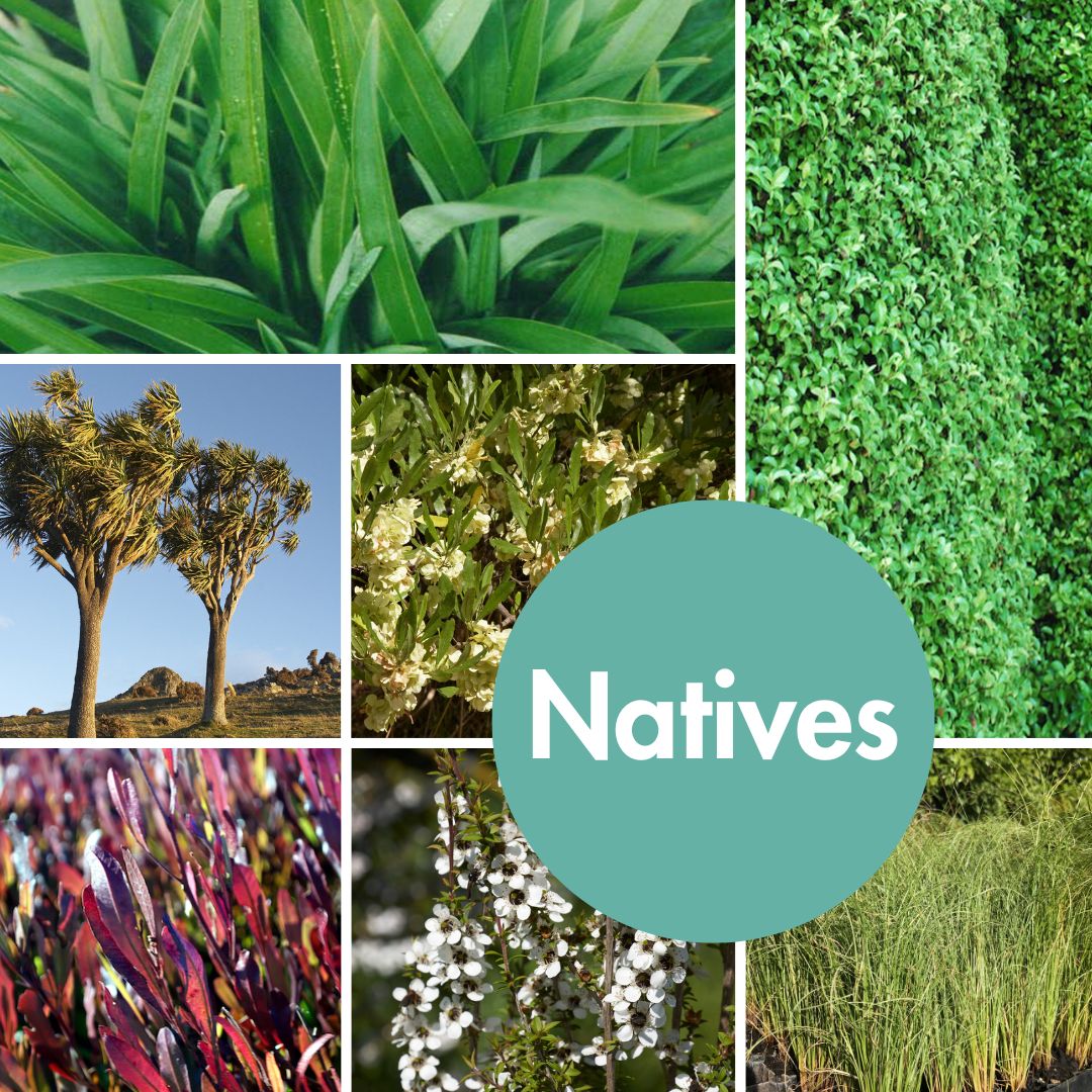 NZ’s Largest Range of Seedlings & Plants | Awapuni Nurseries
