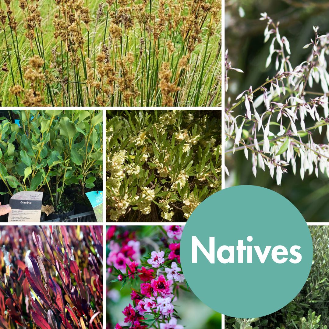 NZ’s Largest Range of Seedlings & Plants | Awapuni Nurseries