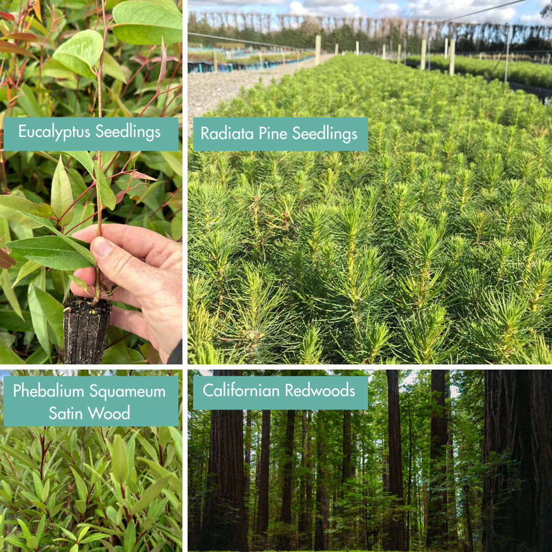 NZ’s Largest Range of Seedlings & Plants Nationwide Delivery | Awapuni ...