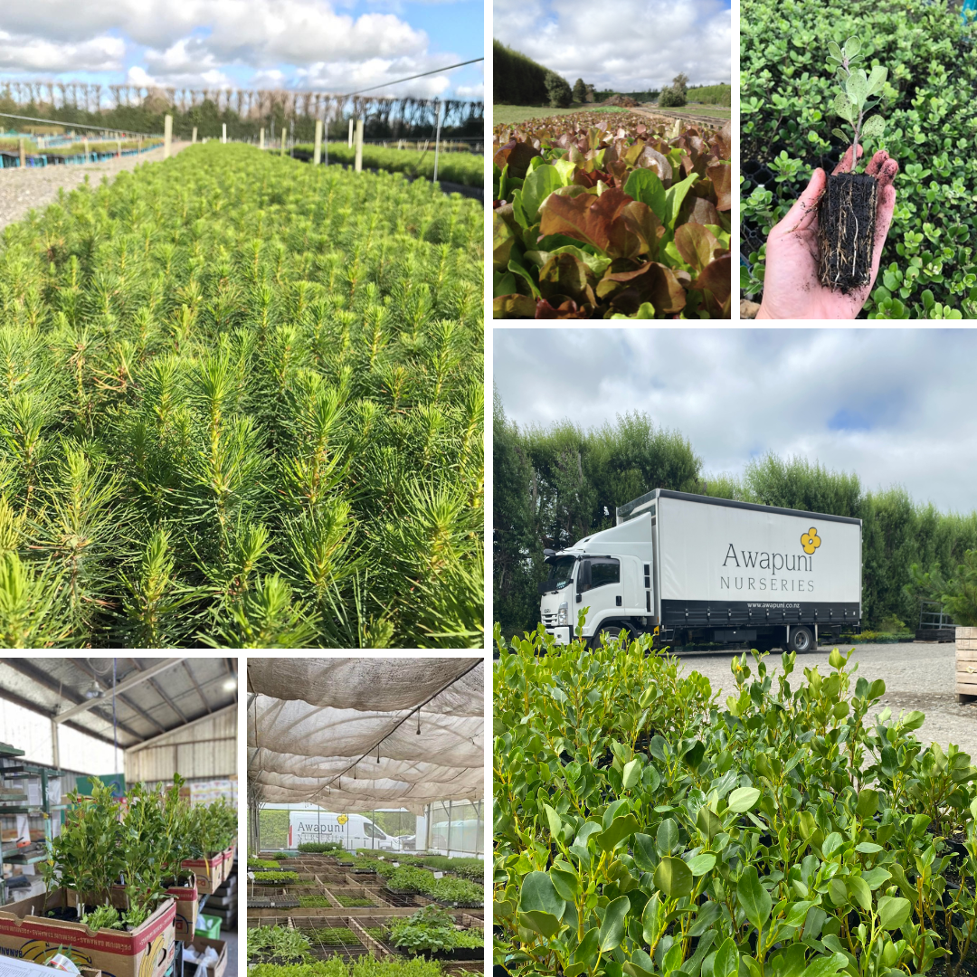 NZ’s Largest Range of Seedlings & Plants Nationwide Delivery | Awapuni ...