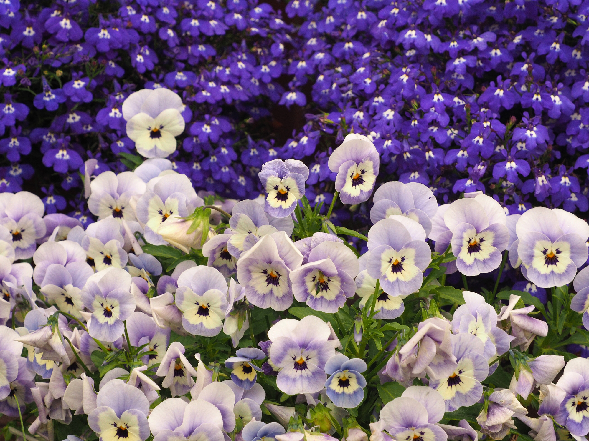 NZ’s Largest Range of Seedlings & Plants Nationwide Delivery | Awapuni ...