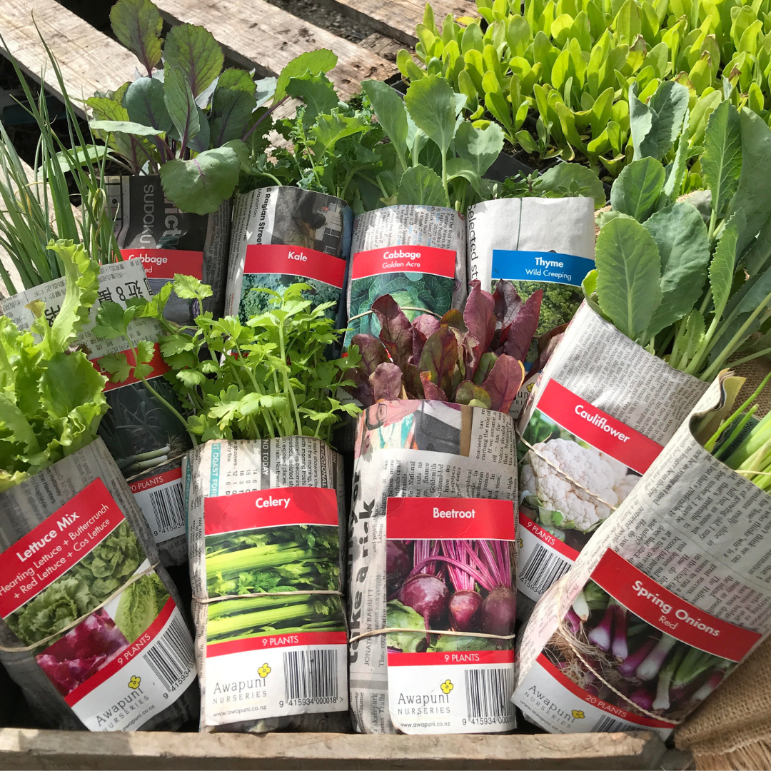 NZ’s Largest Range of Seedlings & Plants Nationwide Delivery | Awapuni ...