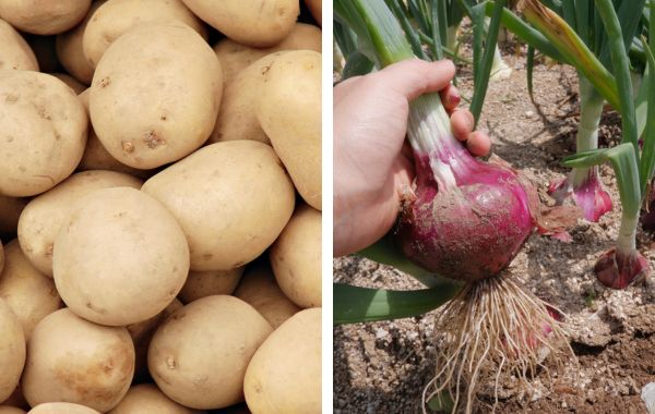 NZ’s Largest Range of Seedlings & Plants | Awapuni Nurseries