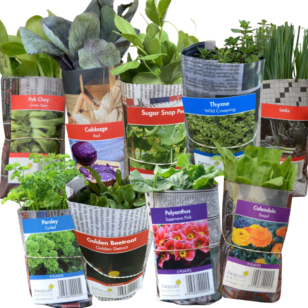 NZ’s Largest Range of Seedlings & Plants Nationwide Delivery | Awapuni ...